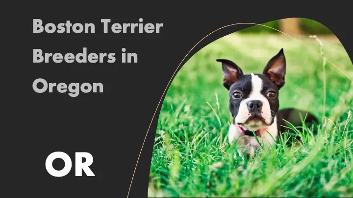 4 Boston Terrier Breeders in Oregon OR – Puppies for Sale