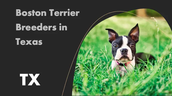 10 Boston Terrier Breeders in Texas TX – Puppies for Sale