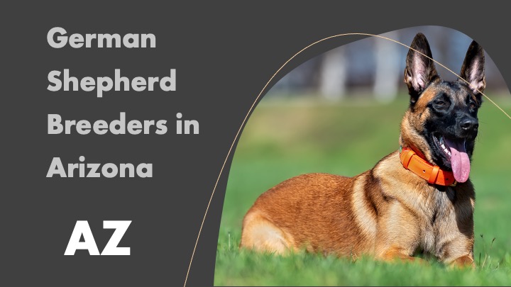 17 German Shepherd Breeders in Arizona AZ – Puppies for Sale