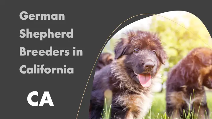 15 German Shepherd Breeders in California CA – Puppies for Sale