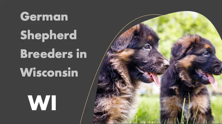 15 German Shepherd Breeders in Wisconsin WI – Puppies for Sale