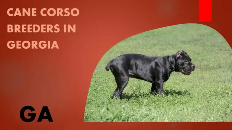 10 Cane Corso Breeders In Georgia GA – Puppies for Sale