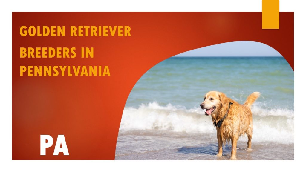 10 Golden Retriever Breeders In Pennsylvania PA – Puppies for Sale