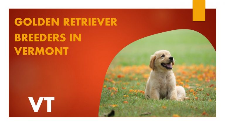 10 Golden Retriever Breeders In Vermont VT – Puppies for Sale